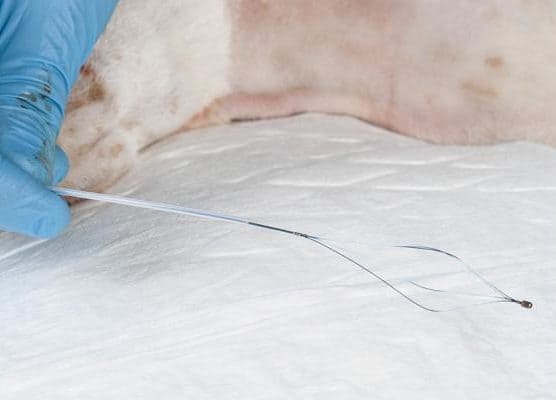 PEG tube placement - Vygon Vet