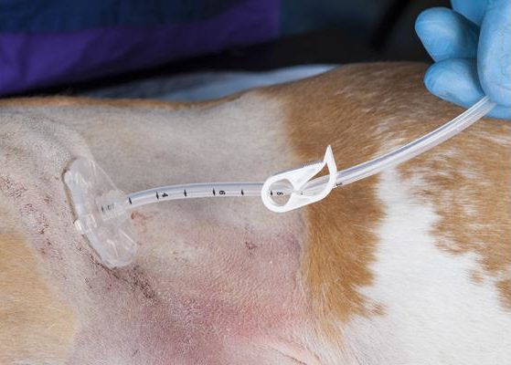 PEG tube placement - Vygon Vet