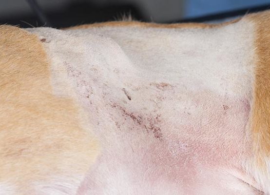 PEG tube placement - Vygon Vet