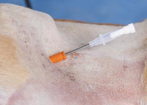 PEG tube placement - Vygon Vet